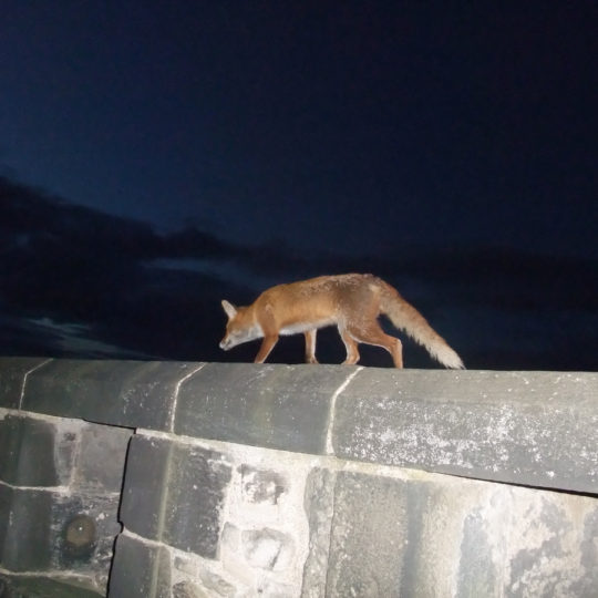 Avishock Installation, Sandbanks. Dorset - MBC Bird & Pest Control ...