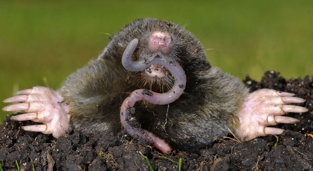 Mole Control And Prevention For Dorset And Hampshire Mole Control And Prevention For Dorset And Hampshire